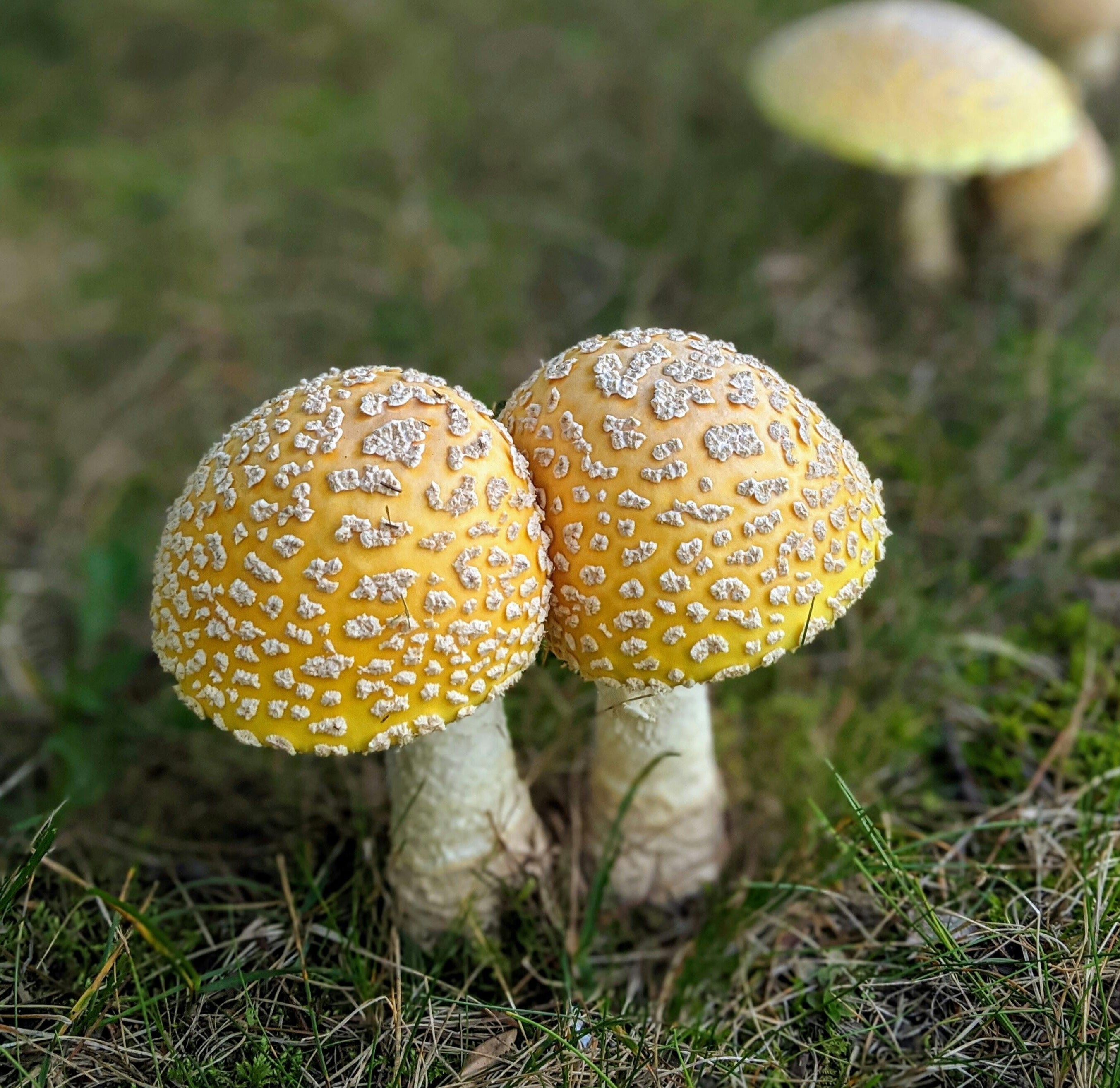 The Magical World of Medicinal Mushrooms: Benefits and Potential Pitfa ...